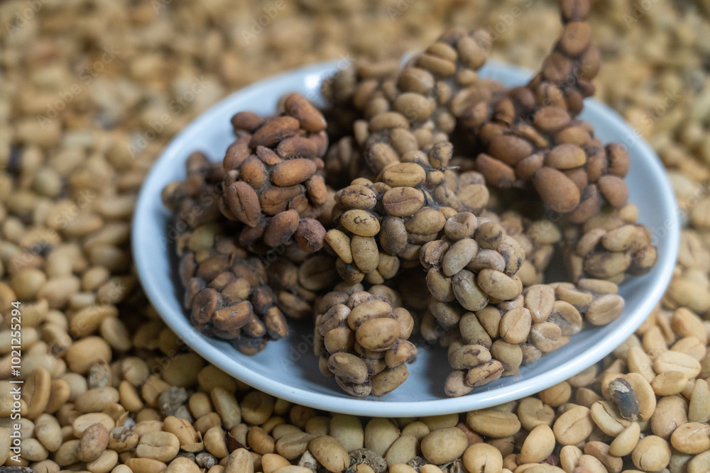 Unprocessed Luwak Coffee beans - coffee cherries that have been eaten ...