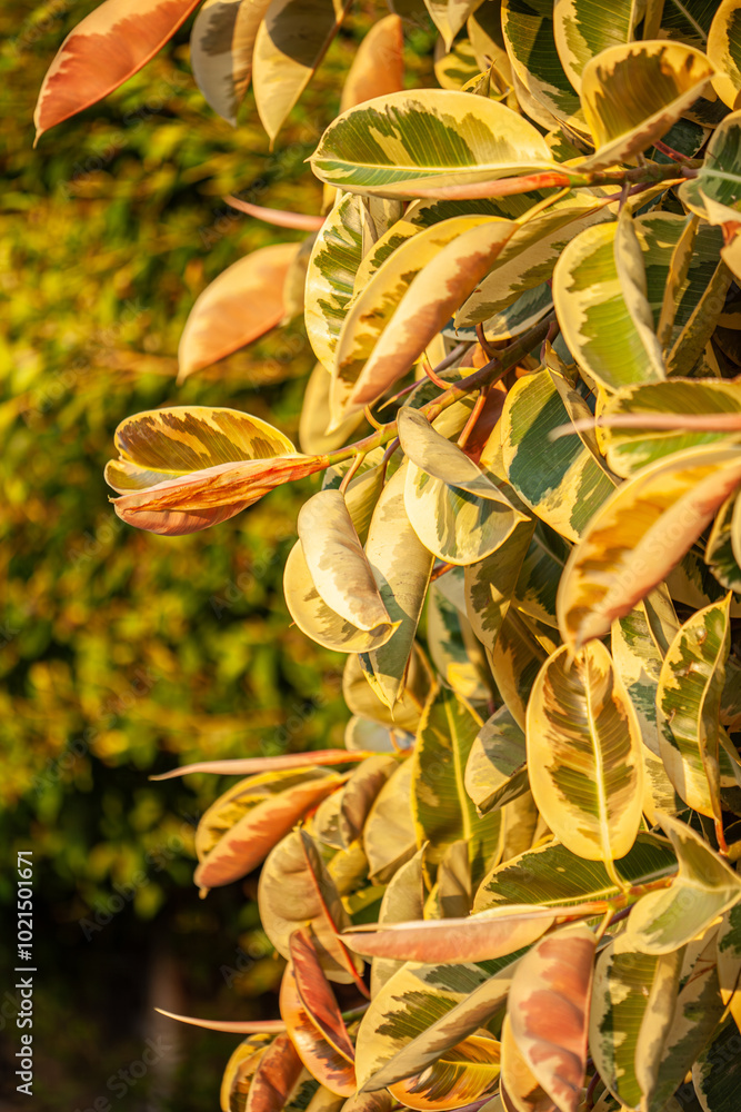Ficus deltoidea, commonly known as mistletoe fig Mas Cotek in Malaysian ...