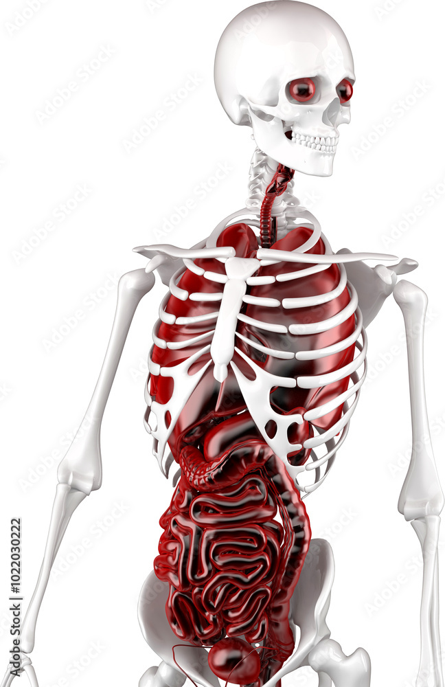 Human Male Anatomy. Skeleton and Internal Organs. 3d rendering Stock ...