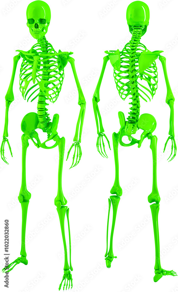 Full size human skeleton. Posterior and anterior view. Detailed ...