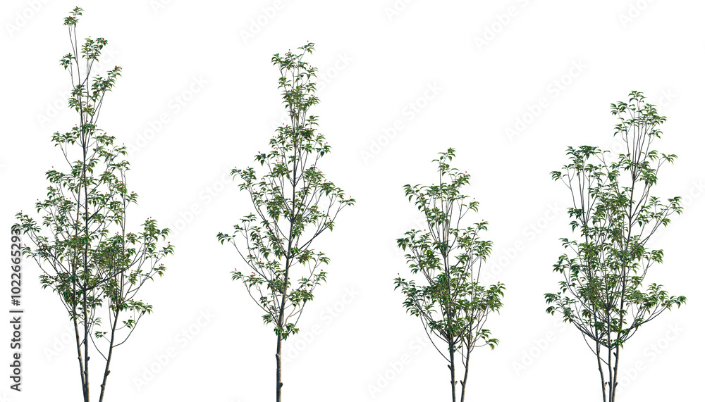 Ilex pedunculosa (longstalk holly) frontal set plant shrub shrubby tree ...