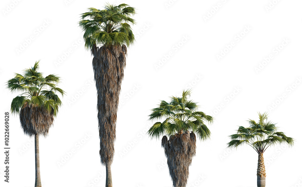 Washingtonia filifera palm frontal medium and small isolated png on a ...