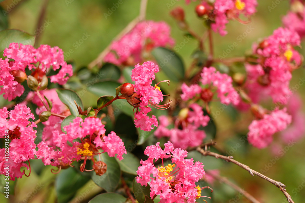 Lagerstroemia indica flower, commonly known as a crape myrtle, is a ...