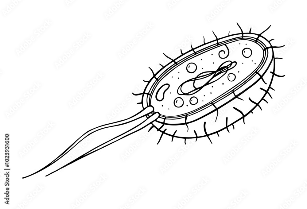 Vector line doodle bacterial cell anatomy isolated on white background ...