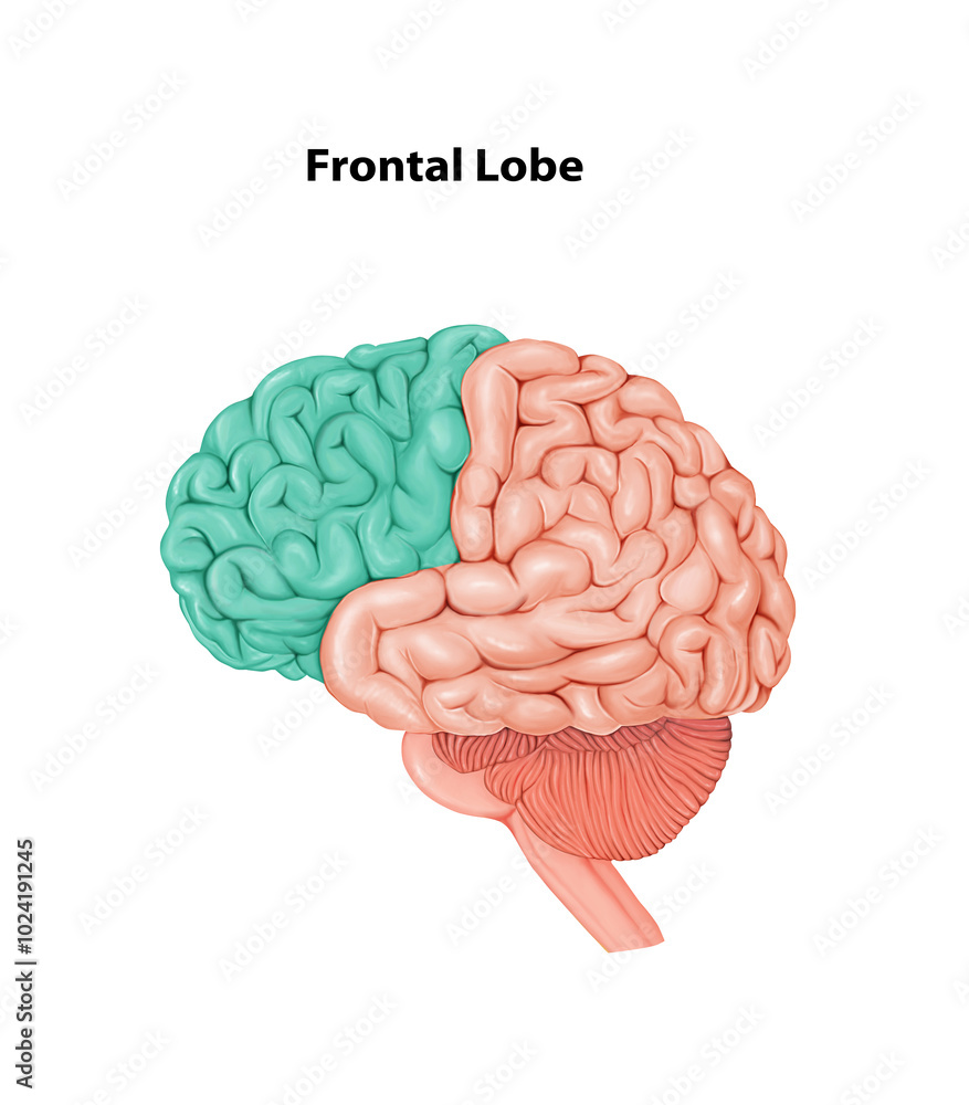 Frontal Lobe Medical Illustration Human Brain anatomy 素材庫插圖 | Adobe Stock