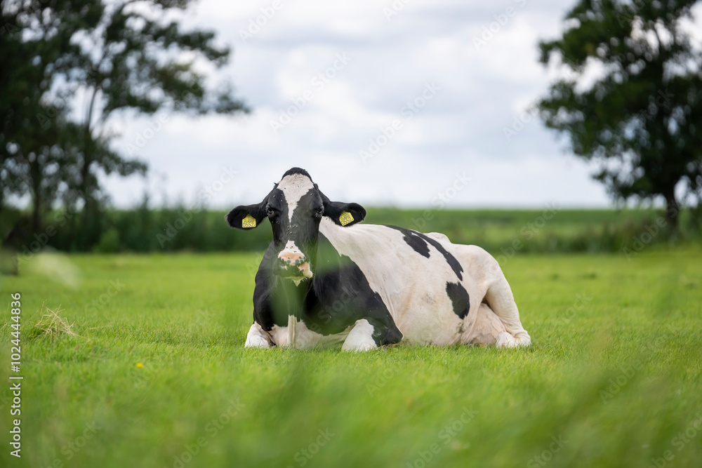 Vaca en el campo tumbada en el césped Stock Photo | Adobe Stock