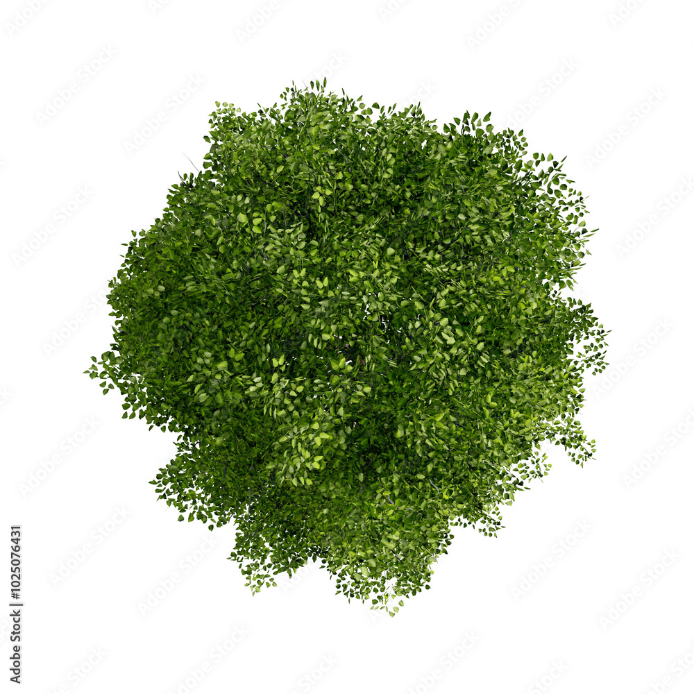 tree top view plant landscape architecture nature garden aerial render ...