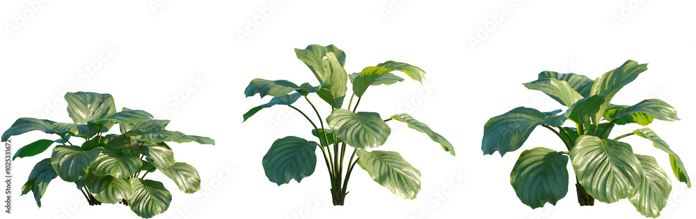 Set of Calathea orbifolia (round-leaved calathea) frontal isolated png ...