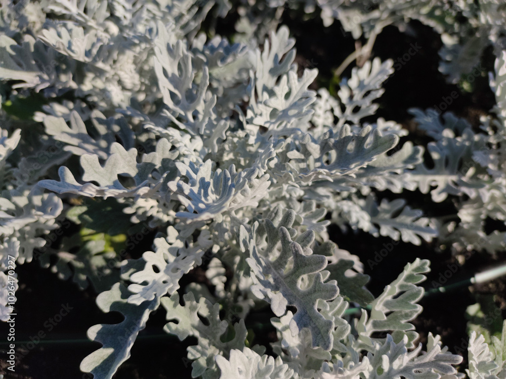 Cineraria maritima, Senecio cineraria, Dusty miller plant background ...