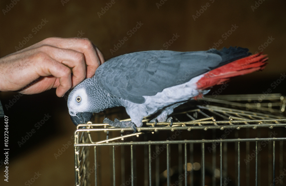 Perroquet jaco, Perroquet gris du Gabon, .Psittacus erithacus, Grey ...
