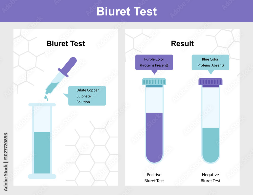 Biuret test poster. Chemical and biological infographics and ...