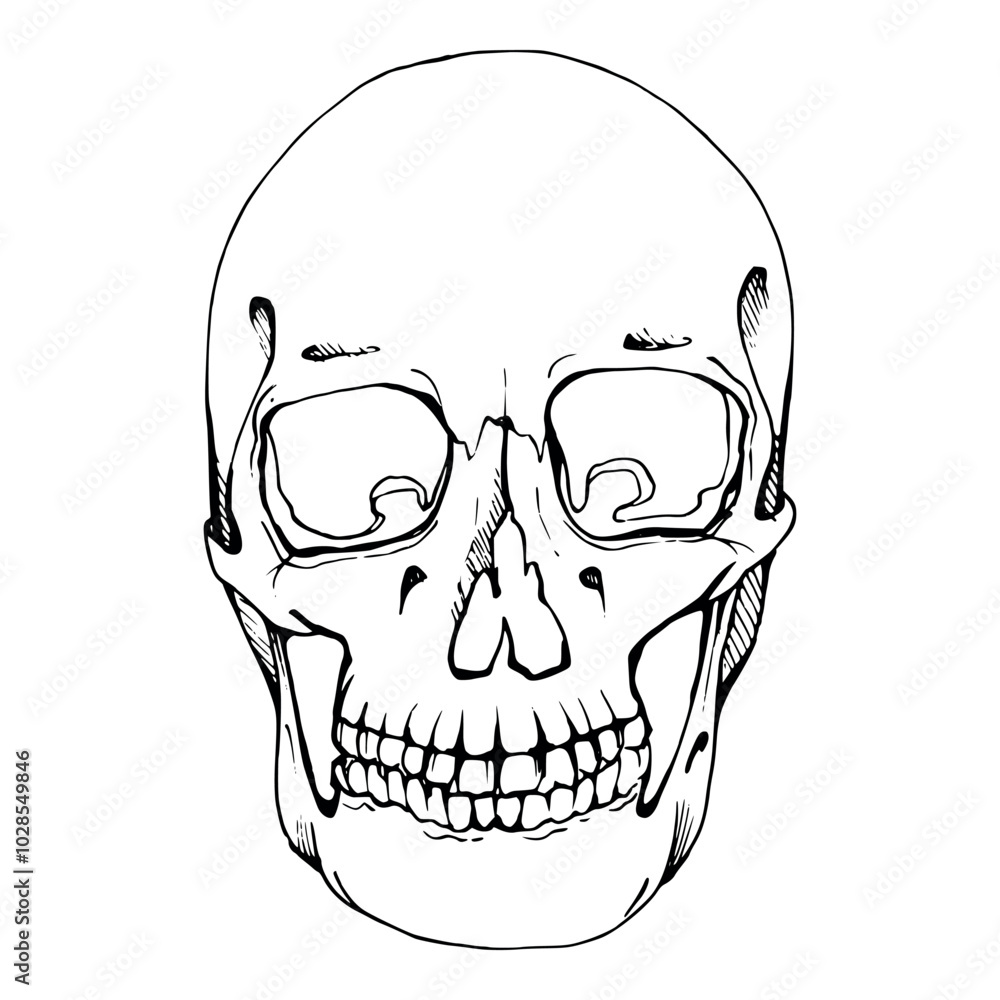 Human skull, face head body part skeleton bones, Halloween horror ...