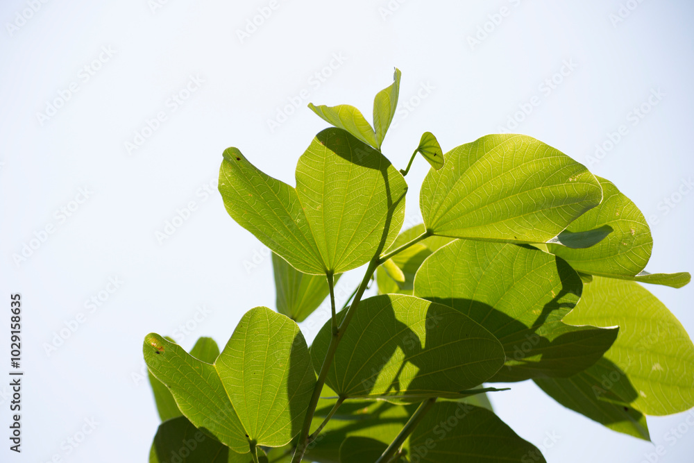 Leaves, fruits, flowers, seeds of the tree known as pata-de-vaca ...