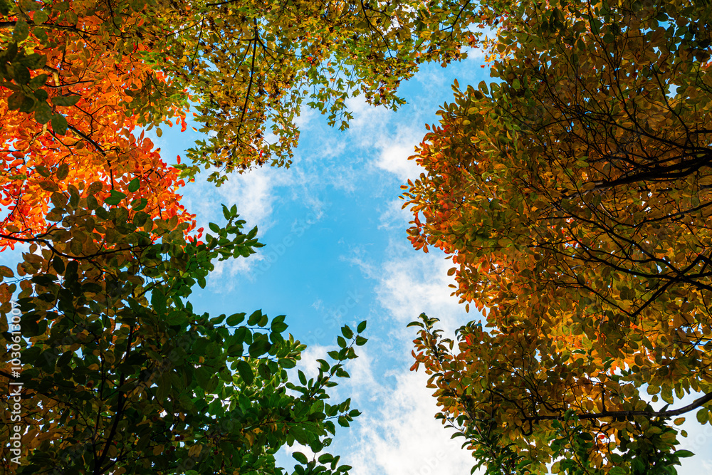 Multicolored tree branches against blue autumn sky. Autumn forest ...