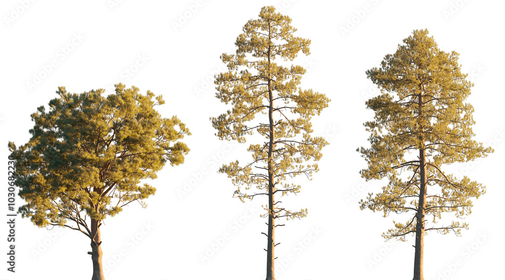 Pinus Pinaster Aiton (maritime, cluster) pine bush shrub and tree ...