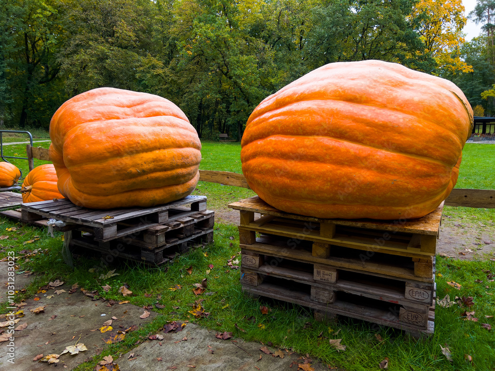Farm display of pumpkins at fall harvest festival. Halloween farmers ...