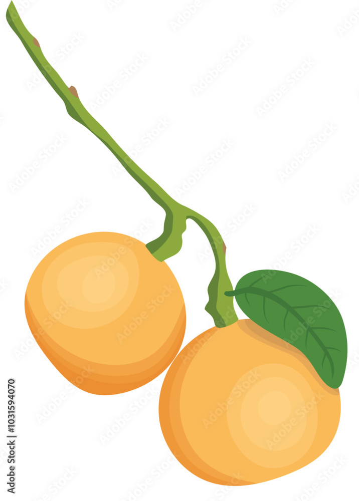 Santol Fruits with Leaves Illustration Isolated on White Background ...