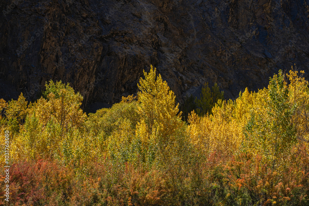 Colorful landscape view of backlit trees with autumn foliage in ...