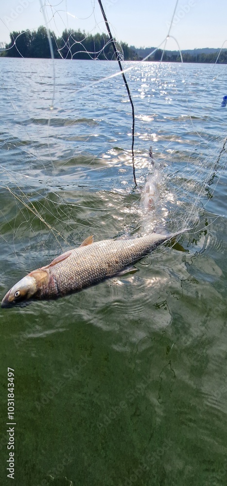 fish in gillnets asp Leuciscus aspius is a European freshwater fish of ...