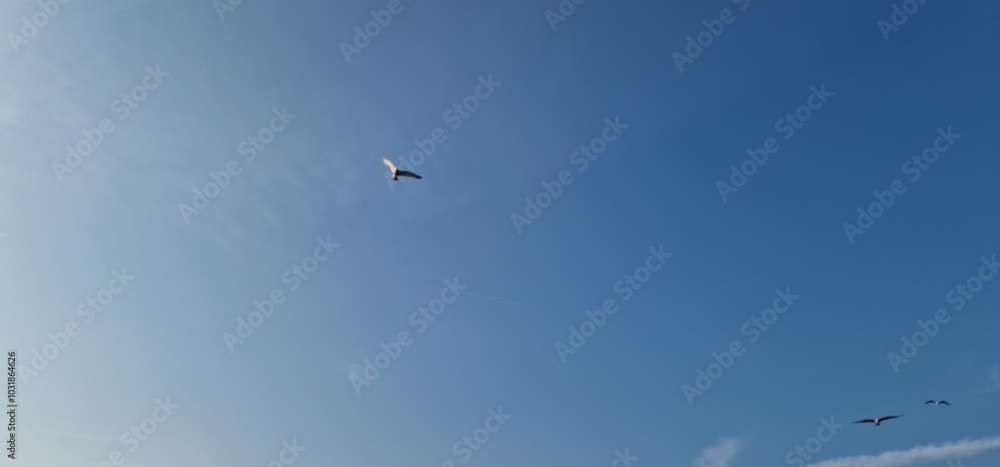 sea gulls above lake Most under the peak Hněvín with castle and lookout ...