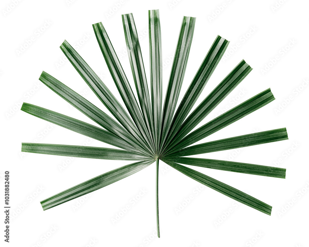 Palm leaf png on transparent background Stock Photo | Adobe Stock
