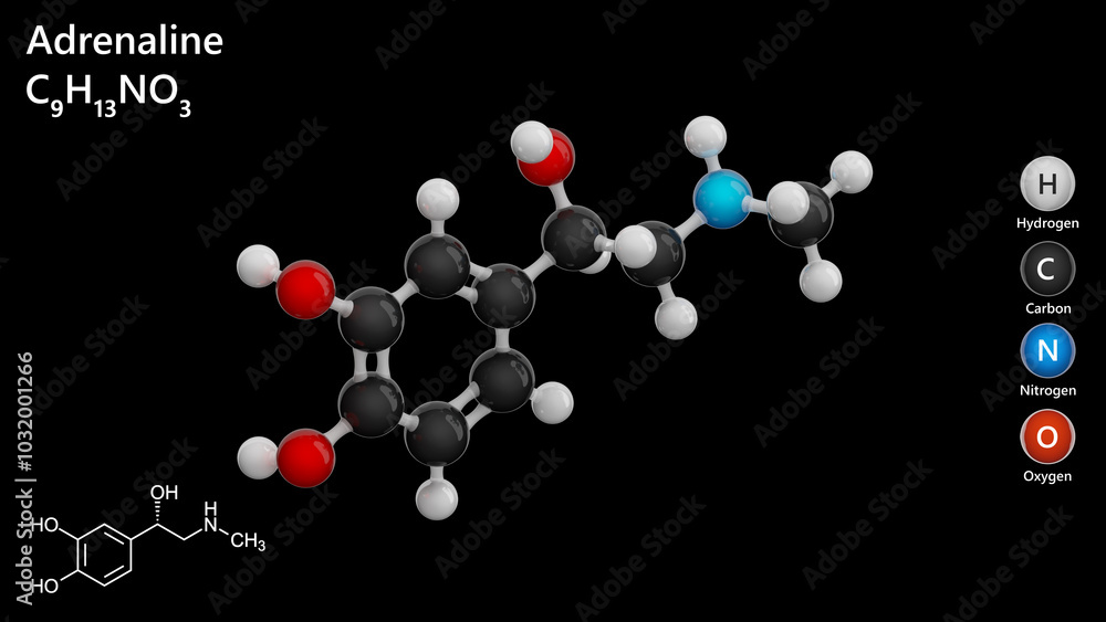 Epinephrine or adrenaline. A detailed model of a human hormone molecule ...