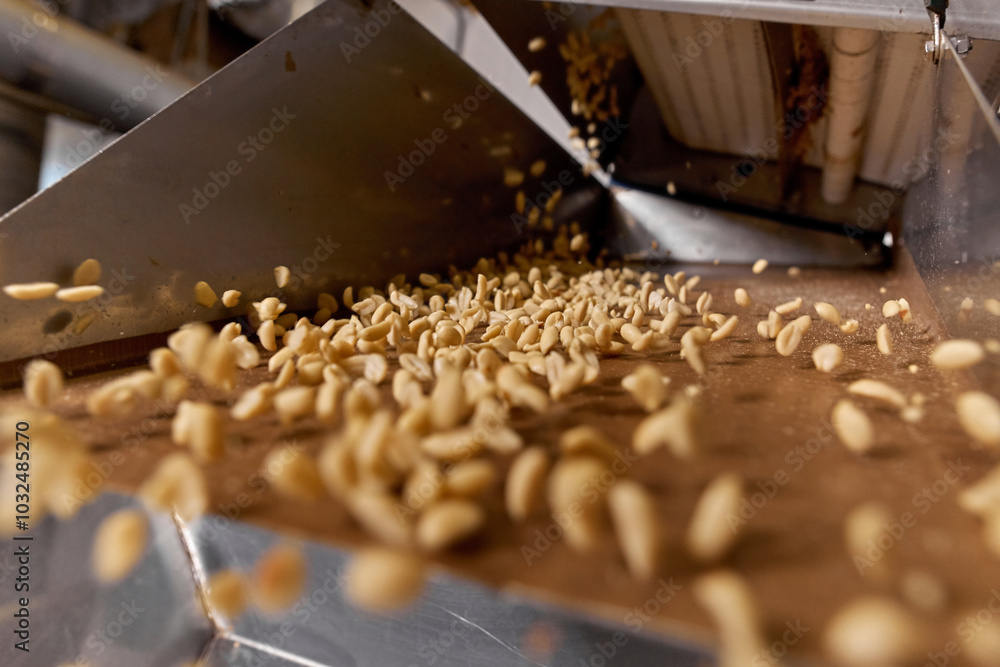 Processing and roasting of peanuts on an industrial scale. Industrial ...