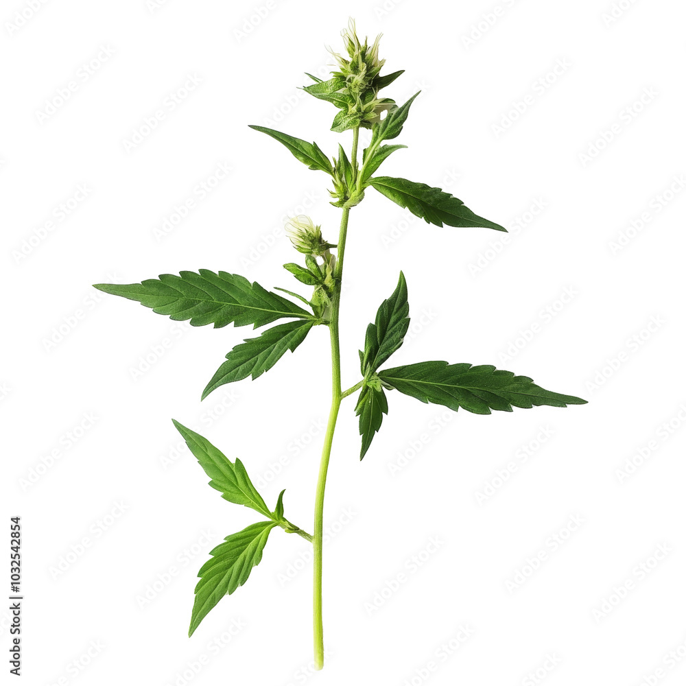 Young hemp plant with budding flowers against a transparent background ...