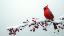 Christmas Snow Red Cardinal Art Free Stock Photo - Public Domain Pictures