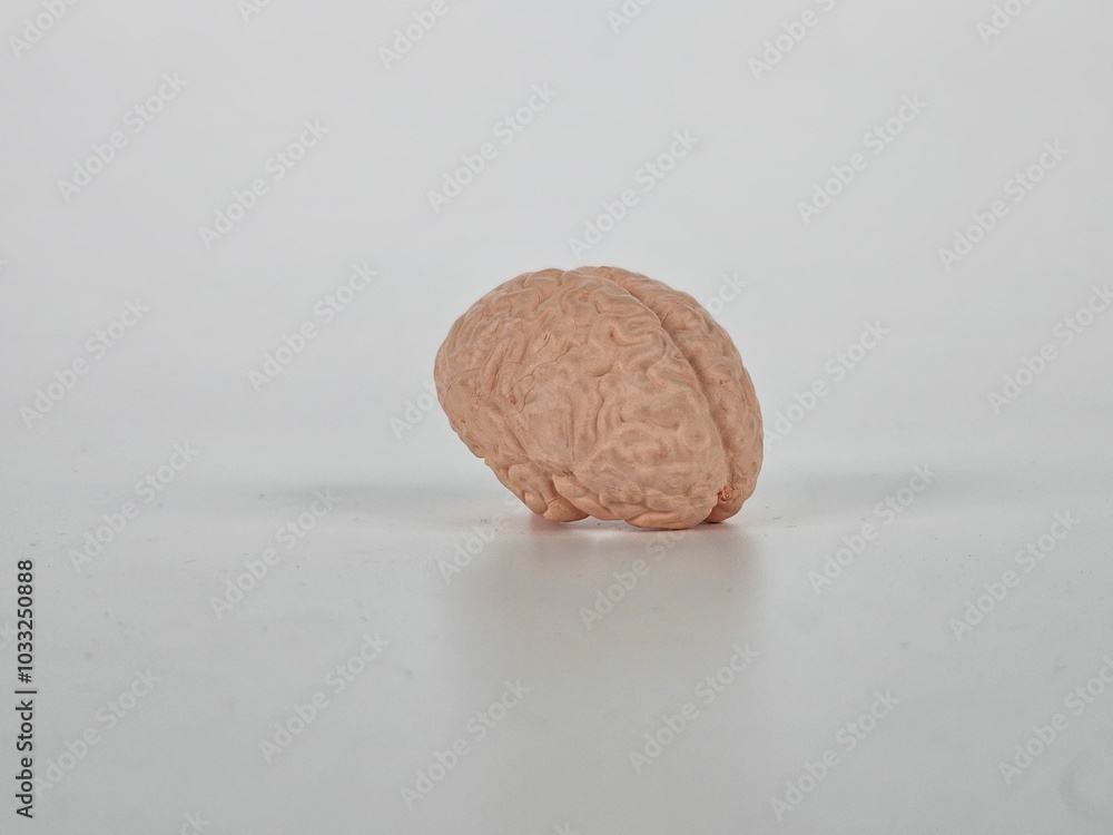 A detailed model of a human brain displayed on a plain background ...