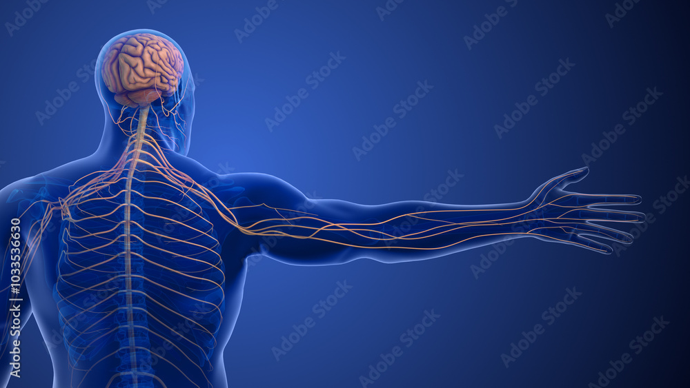 Cervical Spine Nerve Compression Causing Radiculopathy Stock ...