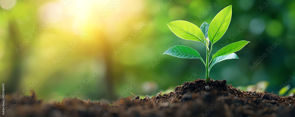 Detailed roadmap with tree growth stages, from small sprout to large ...