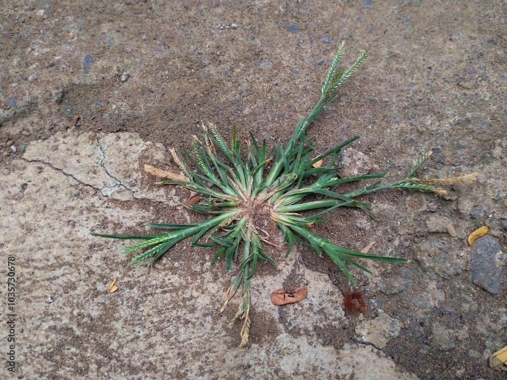 Eleusine indica Gaertn or sambau is a type of plant that can be ...