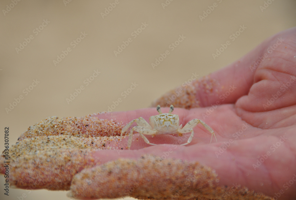 Small ghost crab on person's hand, crab at the beach, tiny cute crab ...