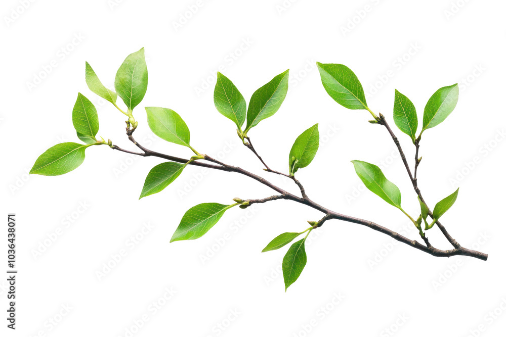 Tree branch with leaves isolated on transparent background,PNG image ...