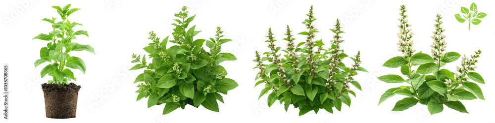 Holy basil plant - Sacred plant (Tulsi) revered for its spiritual ...