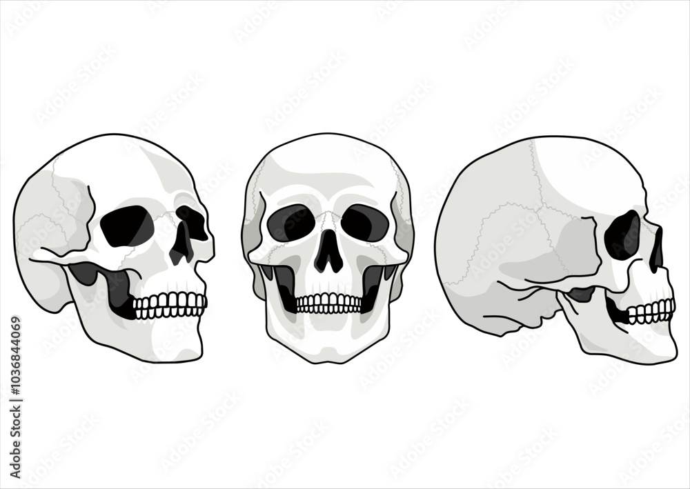 Skulls views. Human skull sides. Humans skulls sketch, smiling mouth ...
