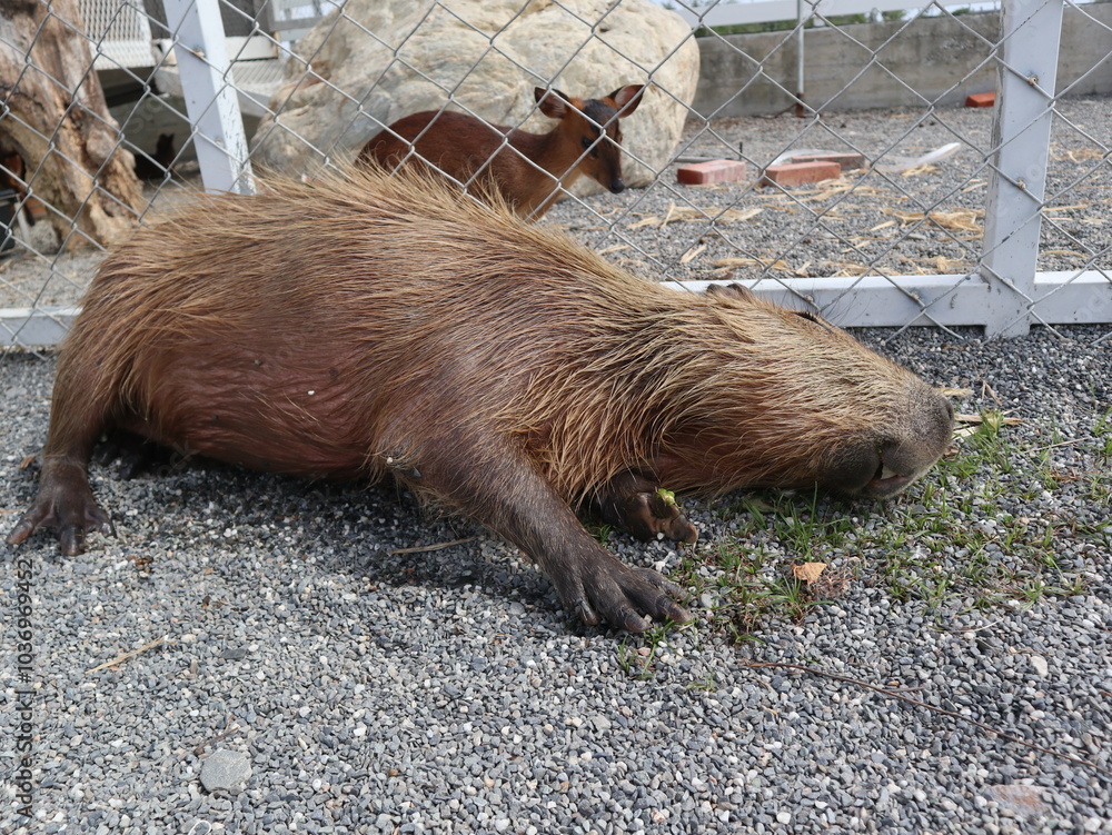 capybara is lying and sleeping on the ground design for relaxation ...