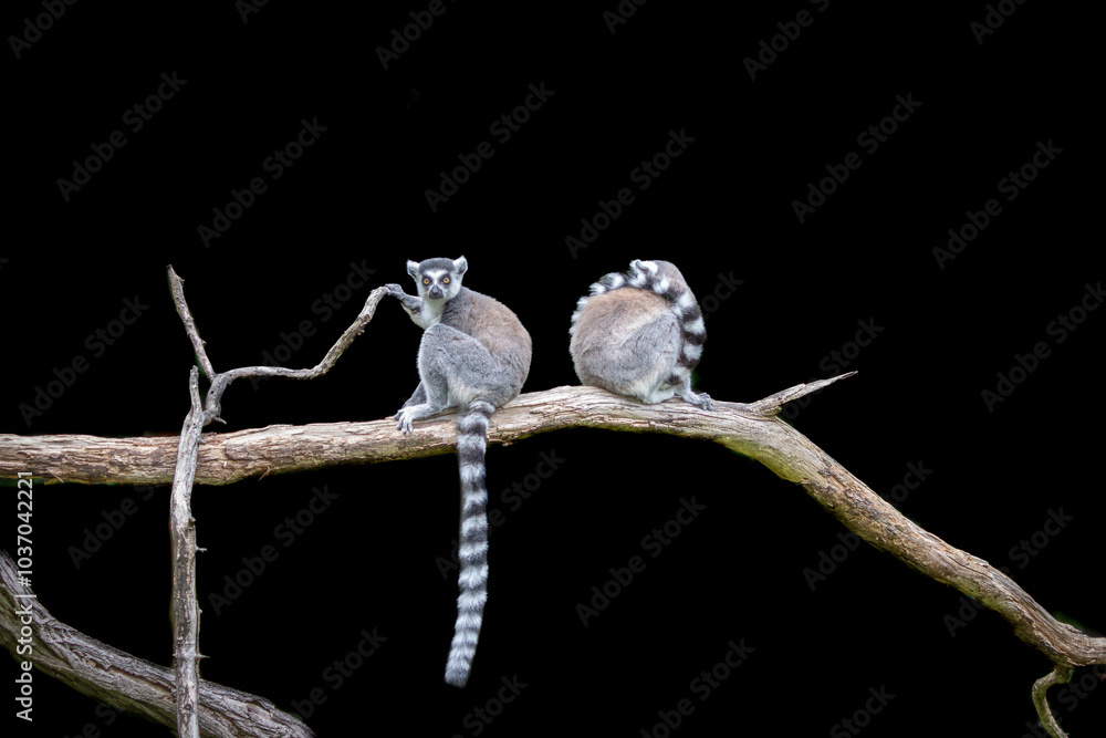 Ring-tailed lemur(Lemur catta) on a tree, black background, fun, art ...