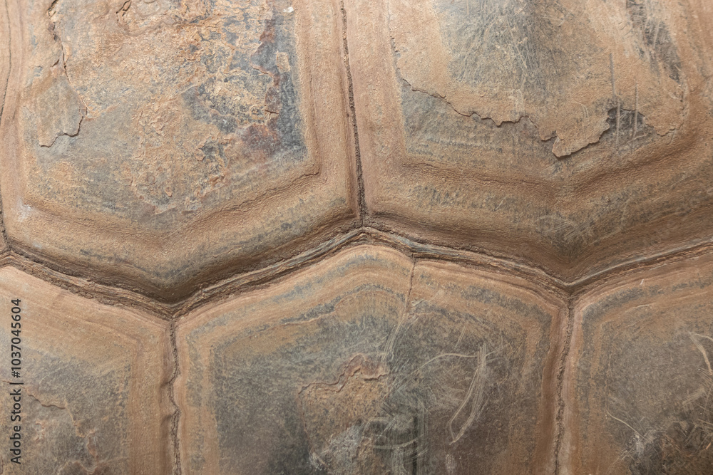 Turtle skin,Galapagos Giant Turtle-skin -sharp ,good texture Stock ...