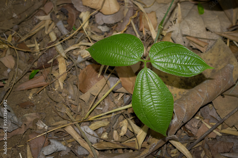 Gadung plant (Dioscorea hispida) is a bulbous plant Stock Photo | Adobe ...