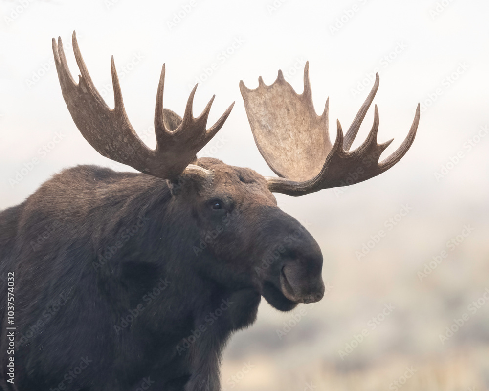 The moose or elk (Alces alces) is the world's tallest, largest, and ...