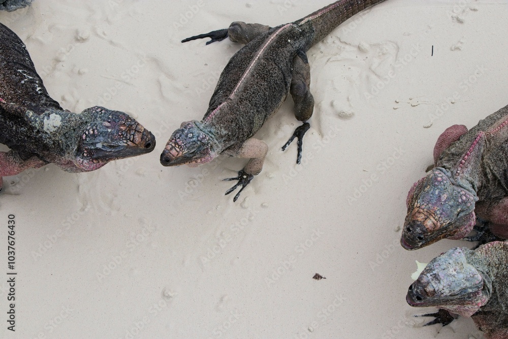 Iguanas rule their own private island in the Exuma chain of islands in ...