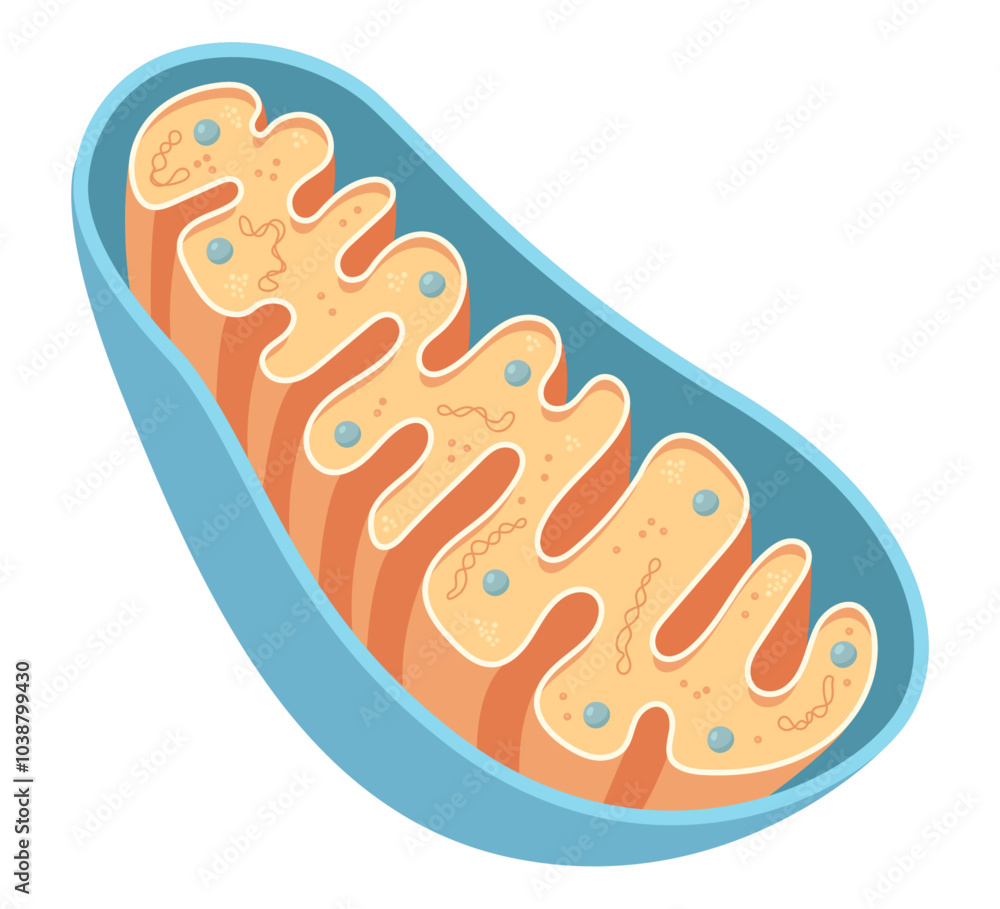 Vector diagram of Mitochondria. Cross-section view. Medical ...
