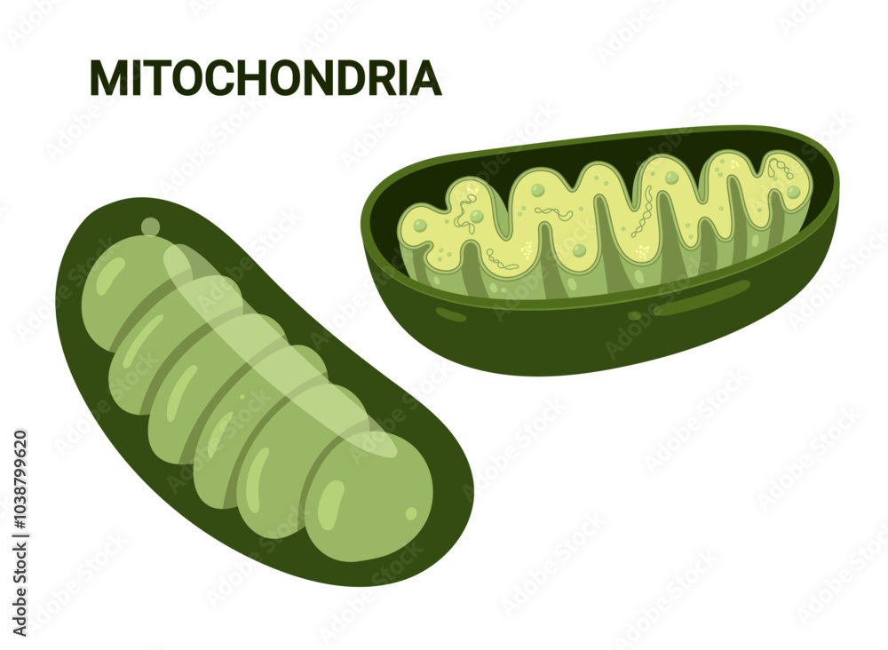 Vector de Stock Vector diagram of Mitochondria. Cross-section view ...