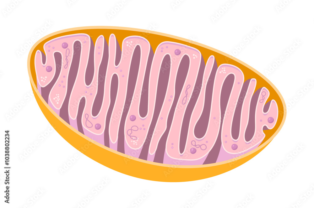 Vector diagram of Mitochondria. Cross-section view. Medical ...
