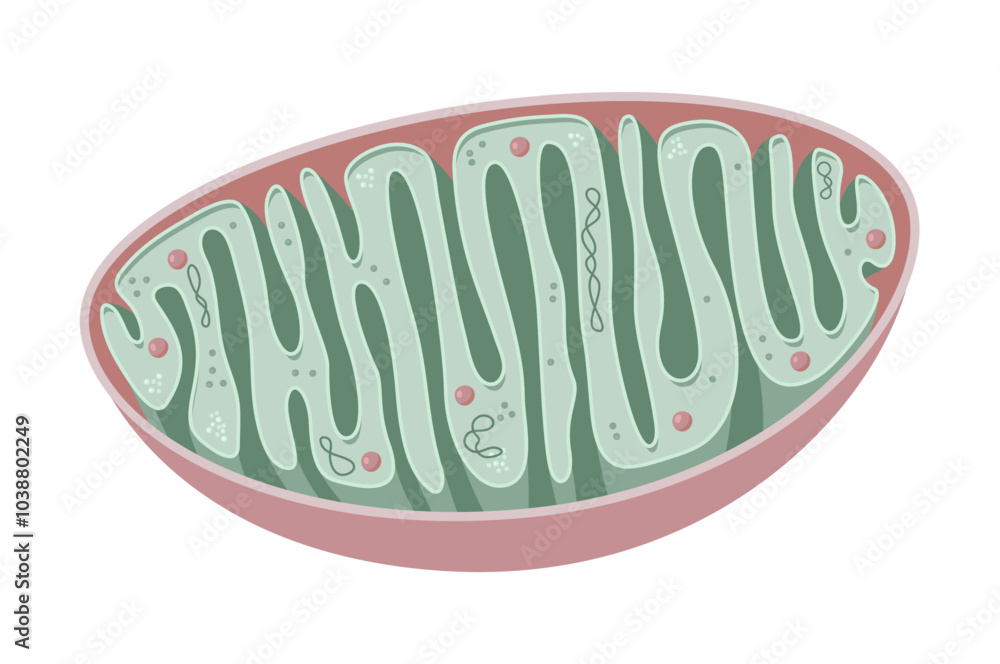 Vector diagram of Mitochondria. Cross-section view. Medical ...