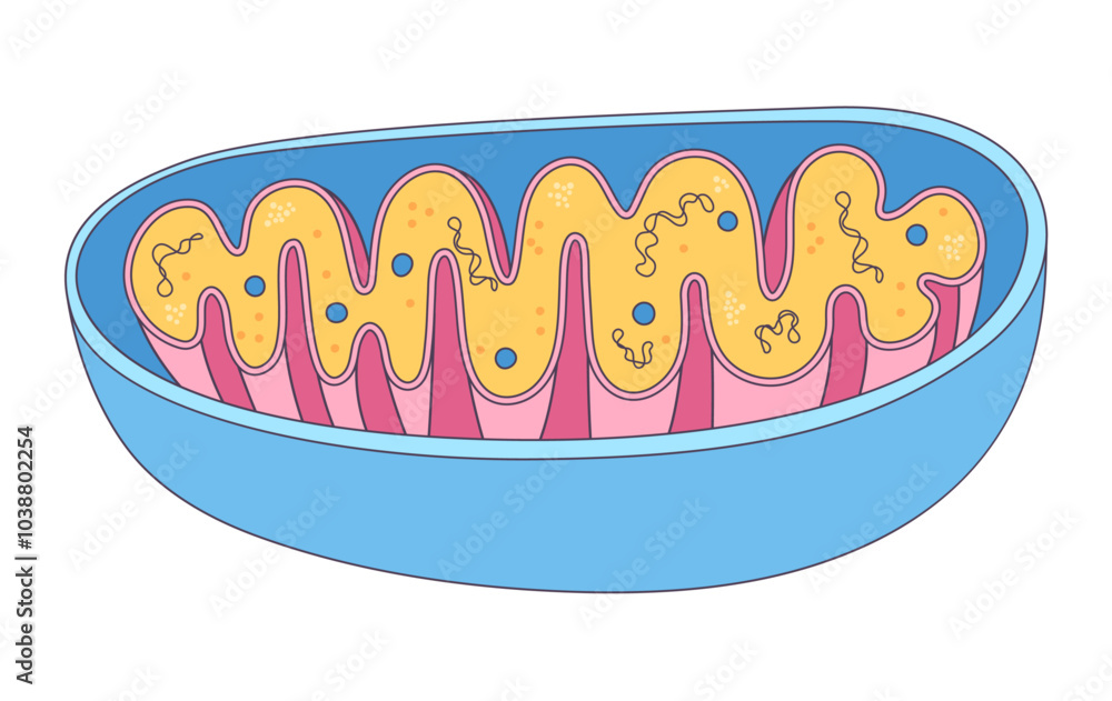 Vector diagram of Mitochondria. Cross-section view. Medical ...