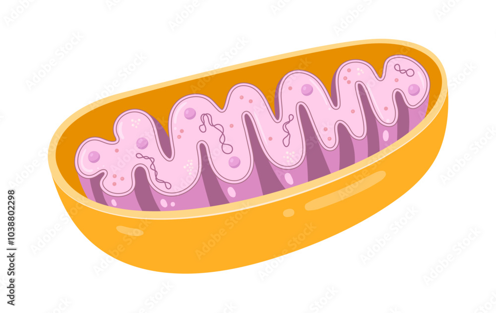 Vector diagram of Mitochondria. Cross-section view. Medical ...