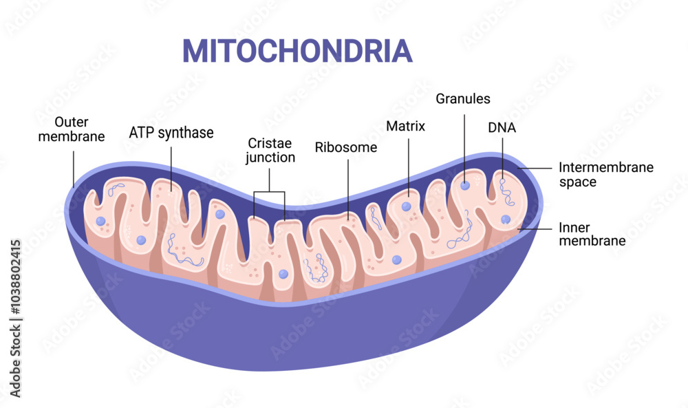 Vector diagram of Mitochondria. Cross-section view. Medical ...
